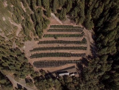 Oregon Cannabis Company Grown Rogue Targets Multi-State Expansion ...