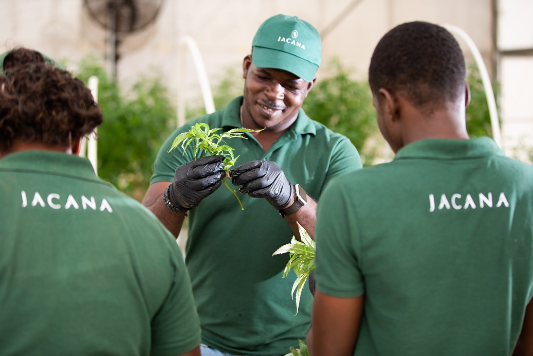 Jamaican Medical Cannabis Company Jacana Sees Big Opportunity in Brand ...