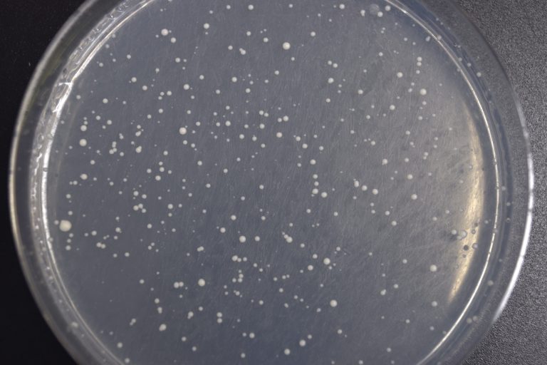 Early Mover Hyasynth Bio Aims to Deliver in the Cannabinoid ...