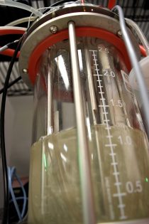 Early Mover Hyasynth Bio Aims to Deliver in the Cannabinoid ...