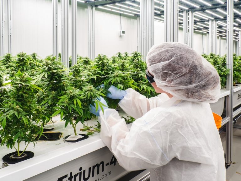 Cannabis Operator INDIVA Doubles Down on the Derivative Product ...