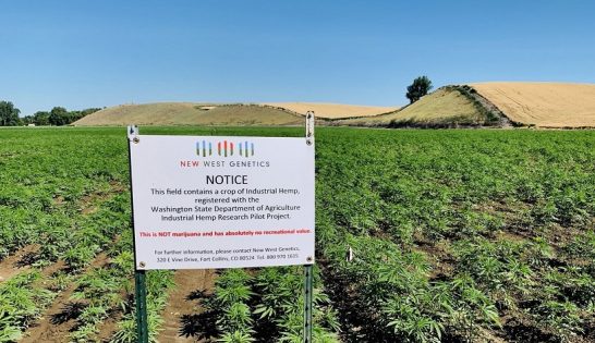 New West Genetics is Bringing Stable Seeds to the Hemp Industry – New ...