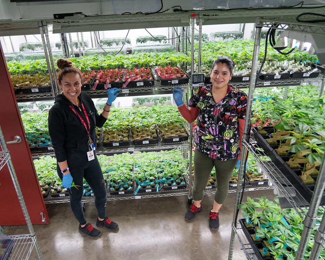 Multi-State Cannabis Operator Calyx Peak Is Building Its Brands on ...