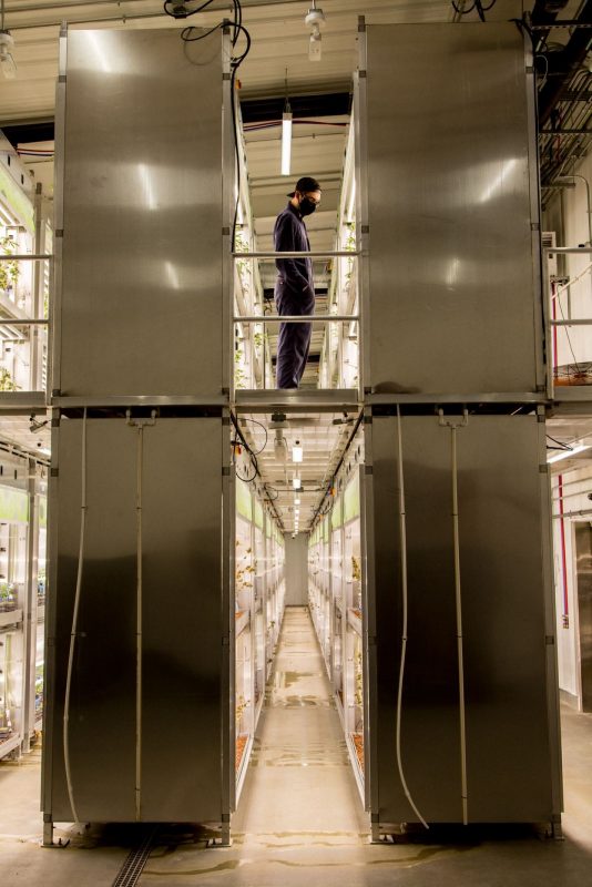 Agrify Is Tackling the Tough Challenge of Cultivating Cannabis ...