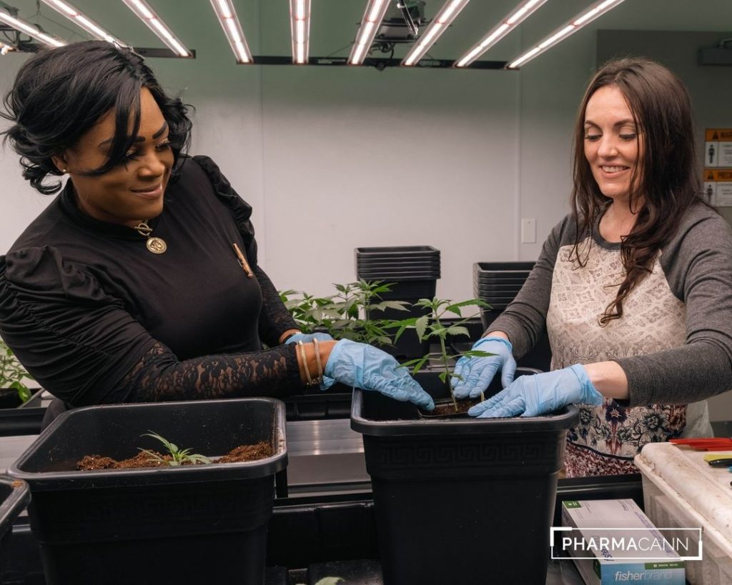 PharmaCann Spans 8 States and Anticipates Doubling Its Revenue This ...