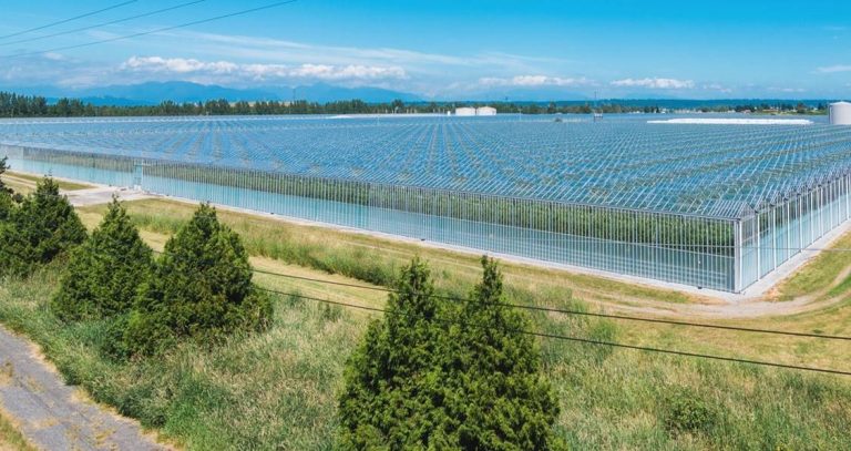 Village Farms Looks Beyond North America for Growth – New Cannabis Ventures